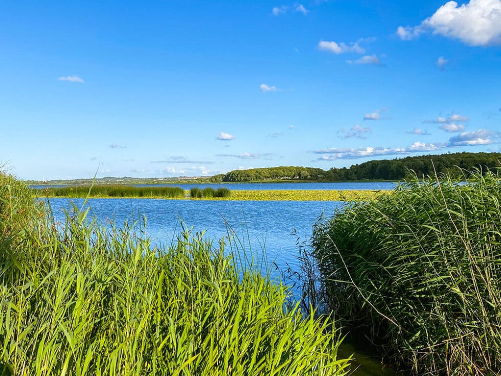 Bellevue Strand » Oplev en skøn sandstrand ved Risskov